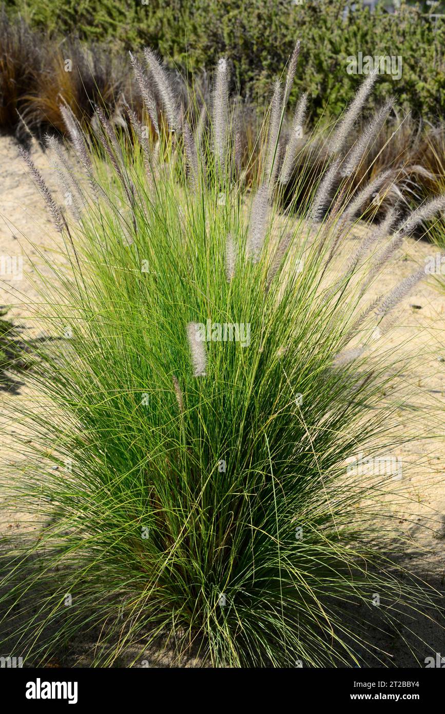 Pennisetum setaceum is a perennial herb native to eastern Africa and ...