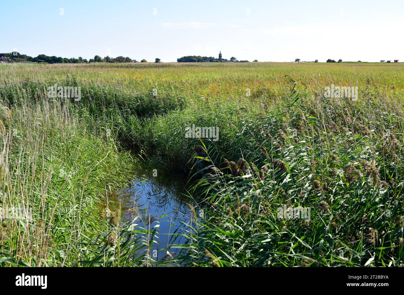 Common reed (Phragmites australis) is a wetland perennial plant of ...