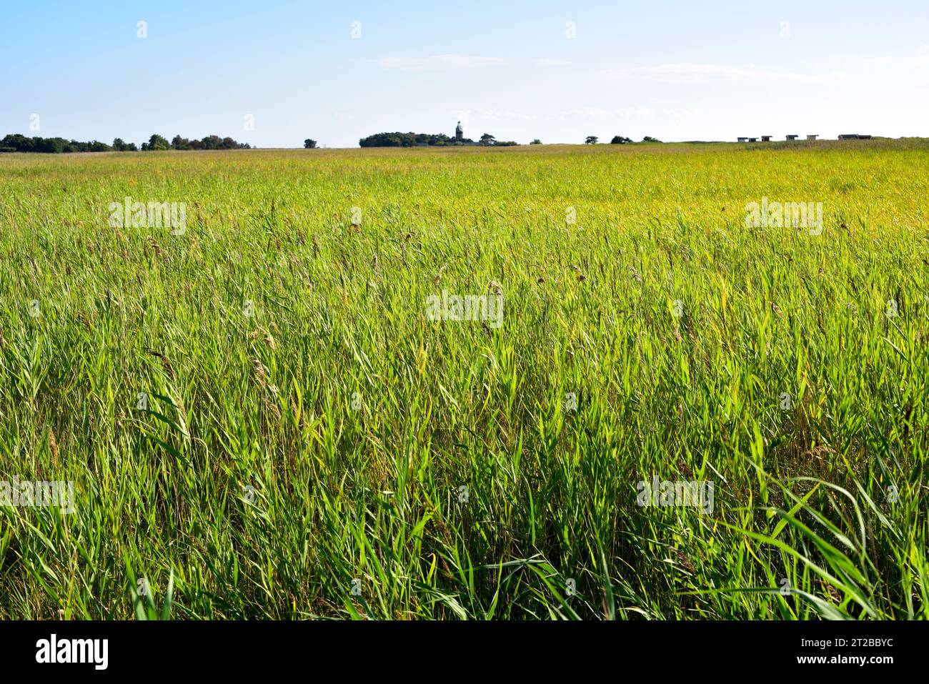 Common reed (Phragmites australis) is a wetland perennial plant of ...