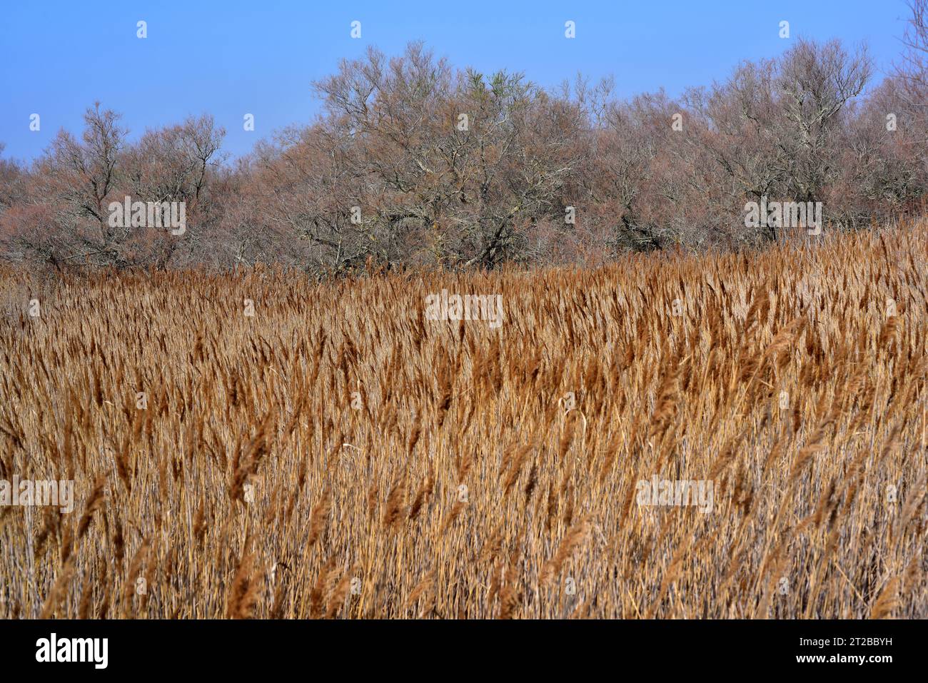 Common reed (Phragmites australis) is a wetland perennial plant of ...