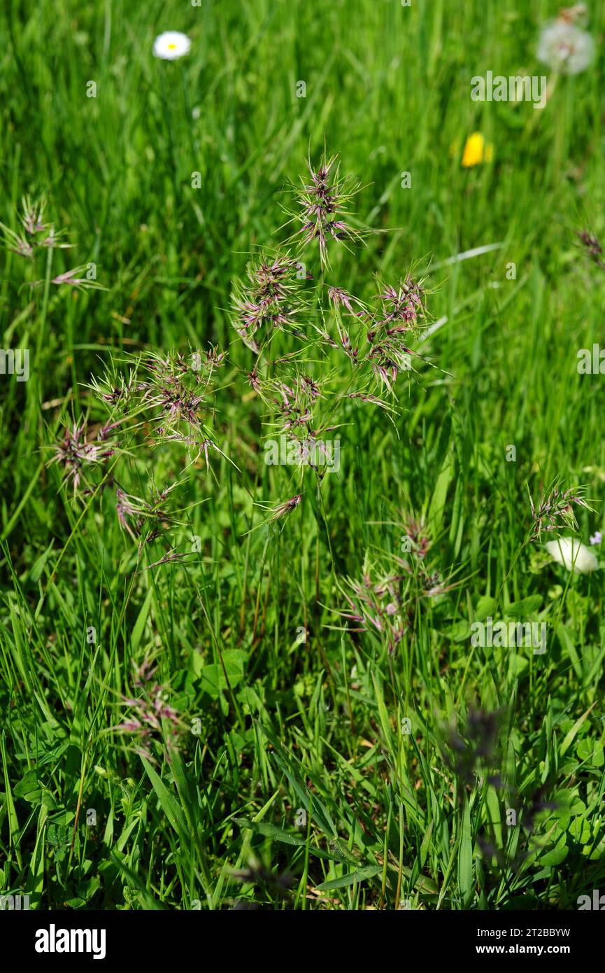 Bulbous bluegrass (Poa bulbosa) is a perennial herb native to Eurasia ...