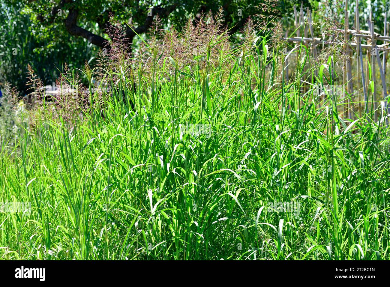 Elaphant grass or ravennagrass (Saccharum ravennae or Tripidium ...