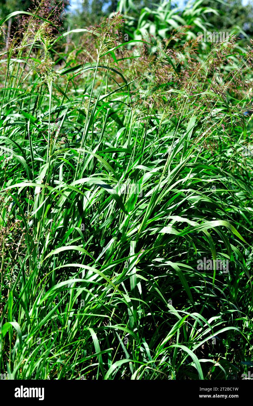 Elaphant grass or ravennagrass (Saccharum ravennae or Tripidium ...