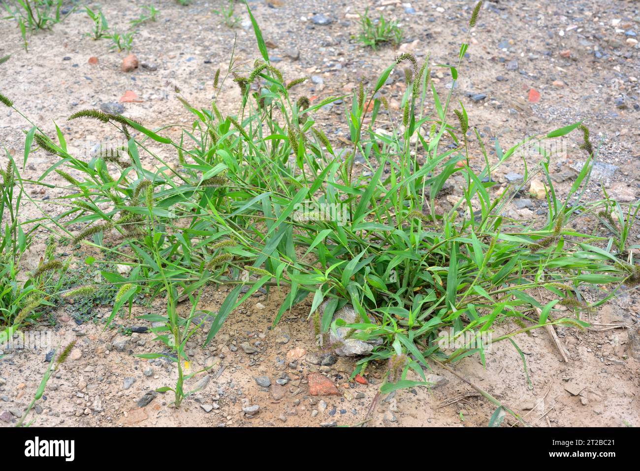 Hooked bristlegrass (Setaria verticillata) is an annual herb native to ...