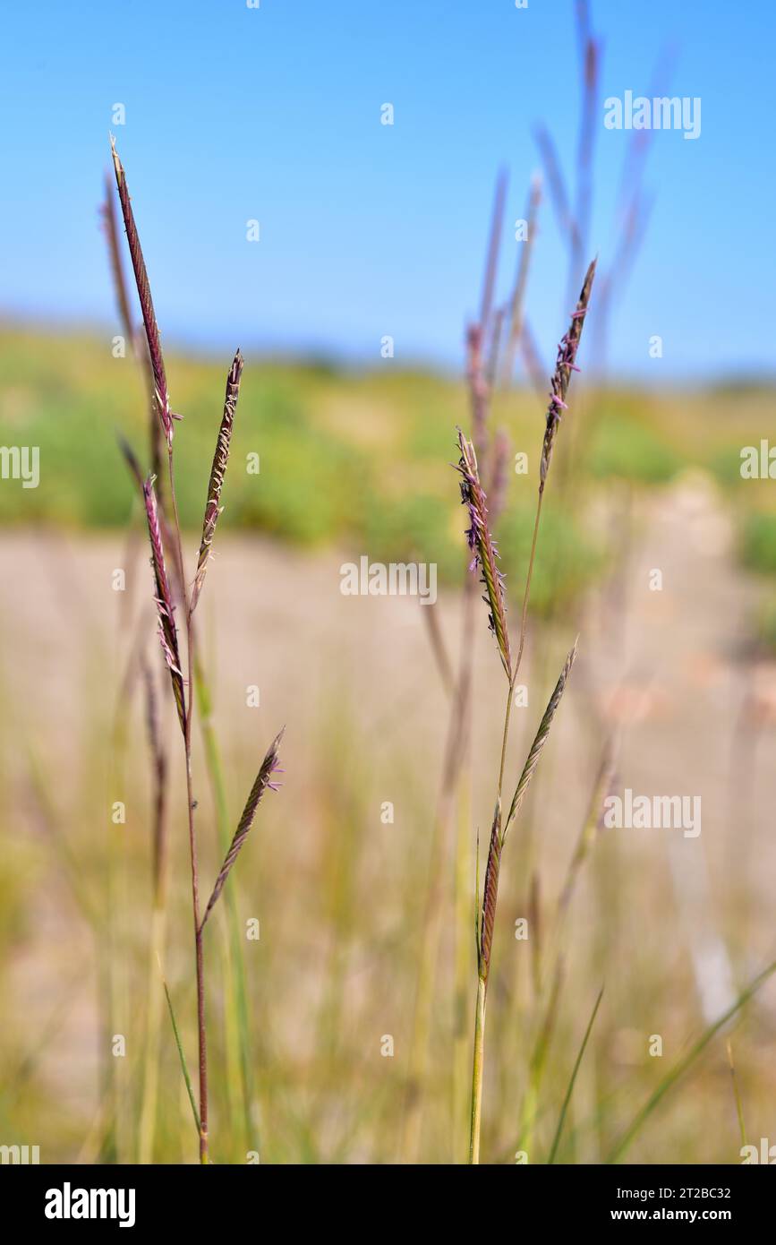 Spartina versicolor hi-res stock photography and images - Alamy