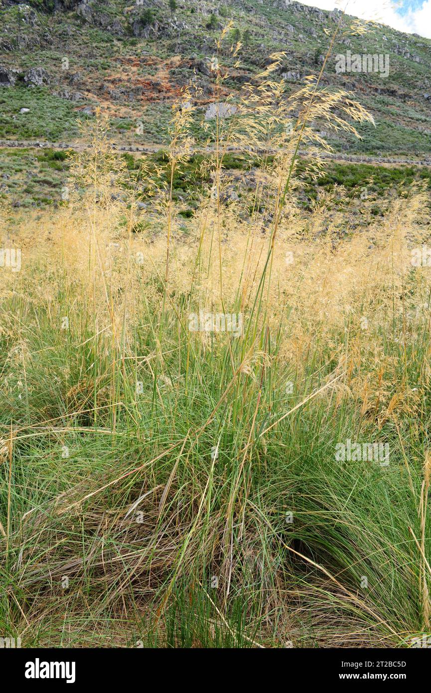 Giant feather grass or golden goats (Stipa gigantea) is a perennial ...