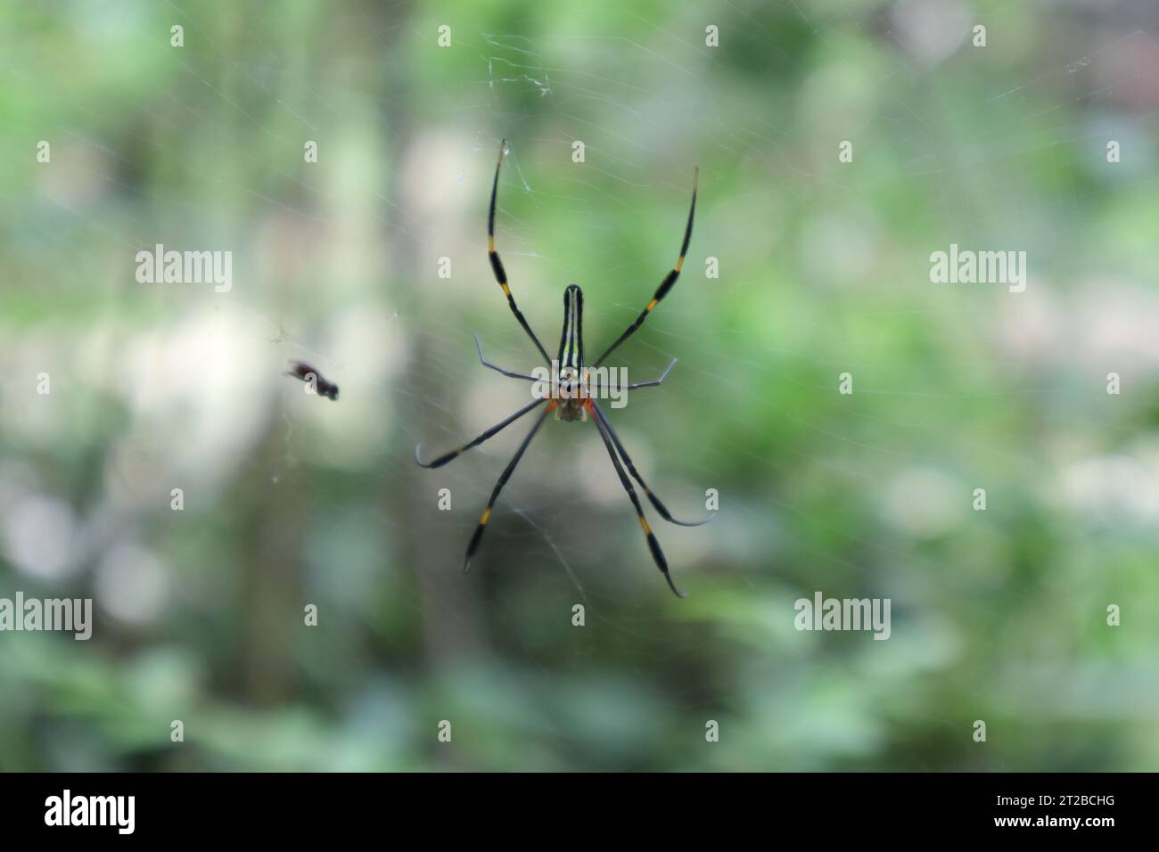 Nephila genus hi-res stock photography and images - Alamy