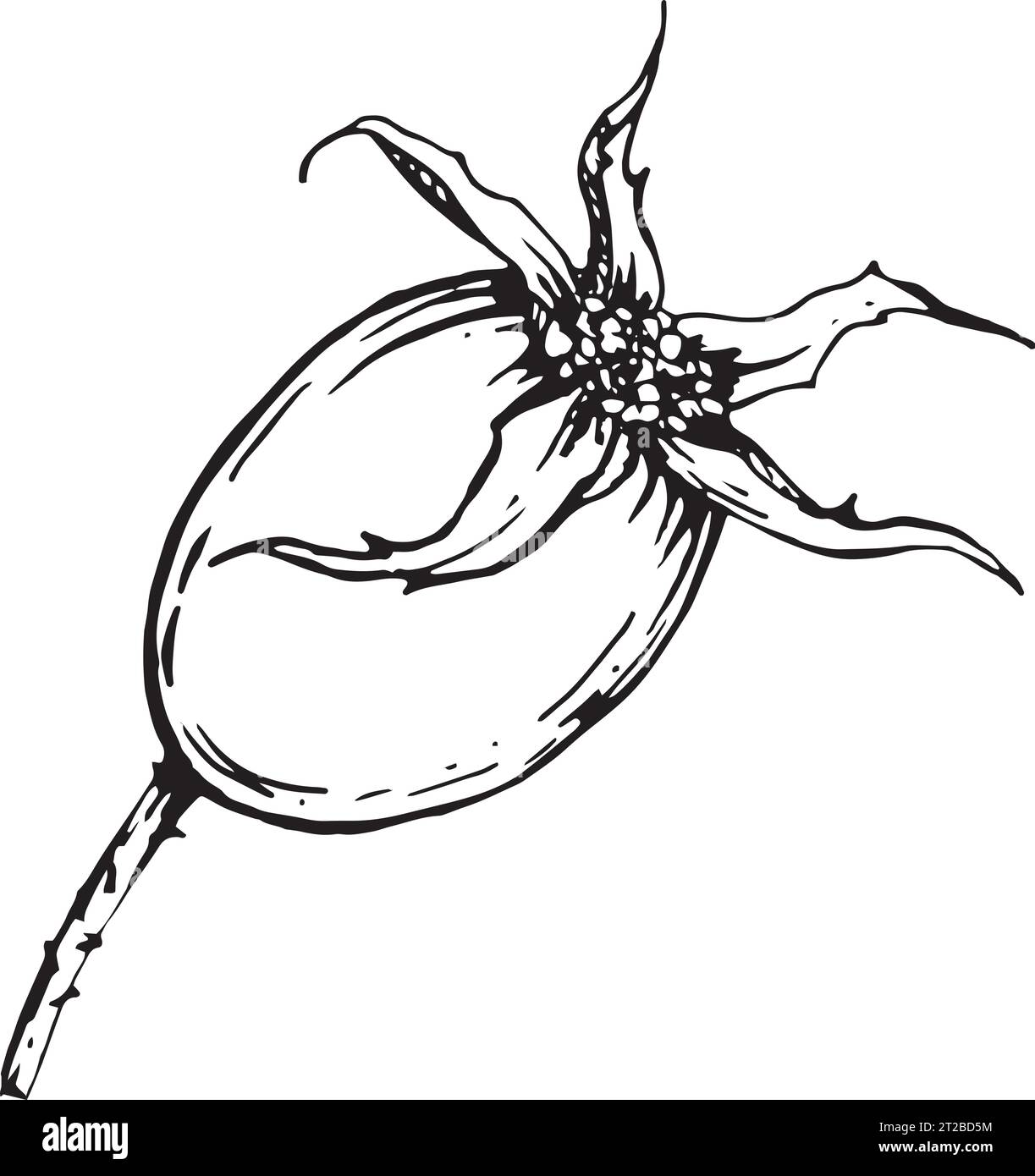 Graphic illustration of rosehip. Vector monochrome clip art of Wild ...