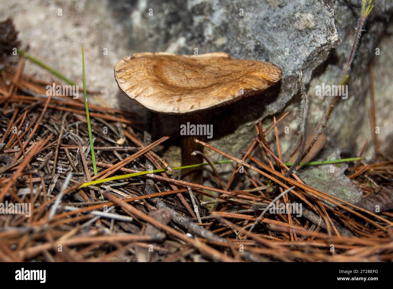Hongos seta hi-res stock photography and images - Alamy