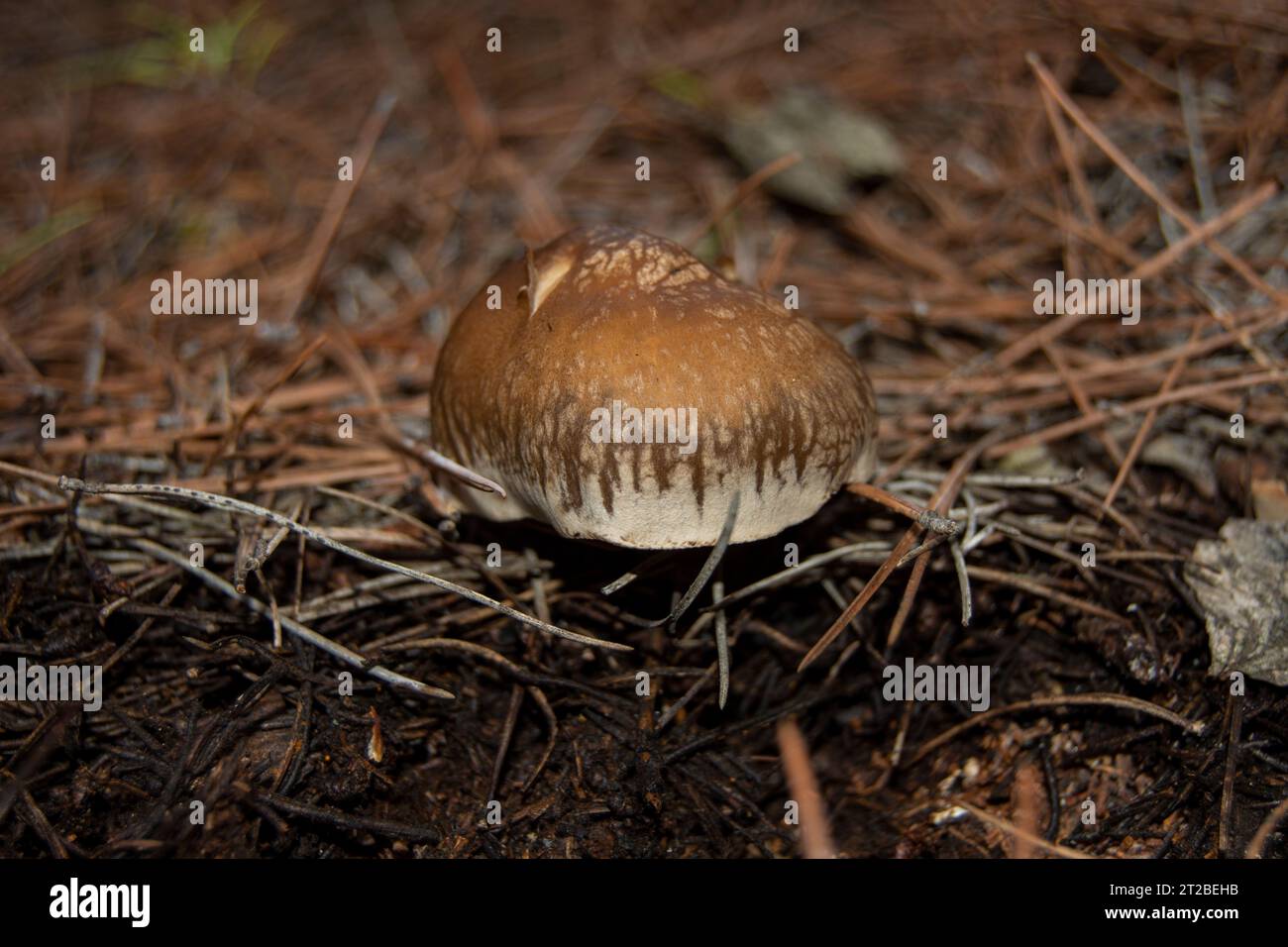 Seta de setas hi-res stock photography and images - Alamy