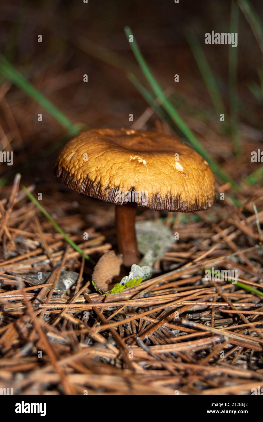 Setas de hongos hi-res stock photography and images - Alamy