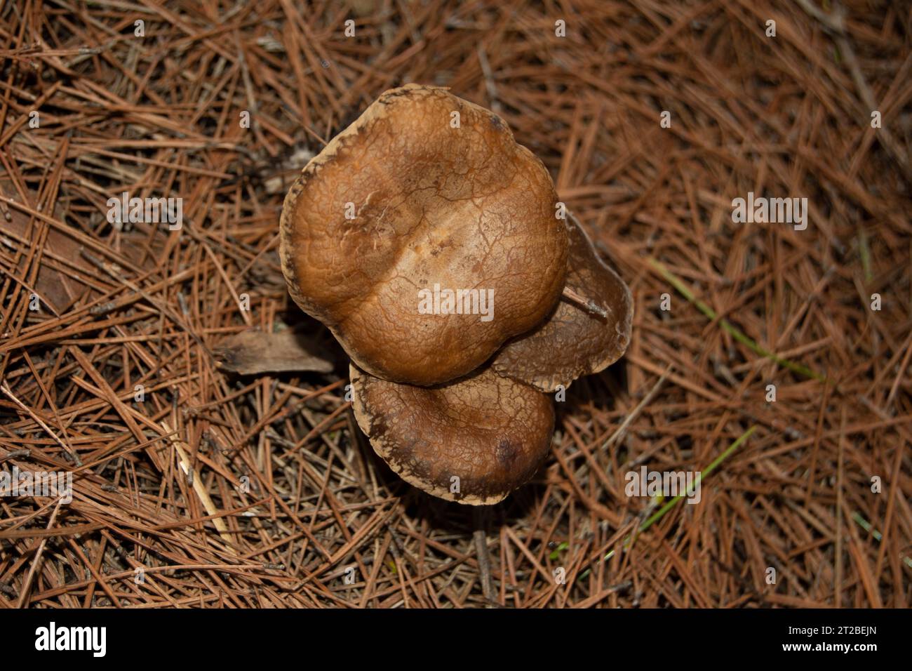 Seta de setas hi-res stock photography and images - Alamy