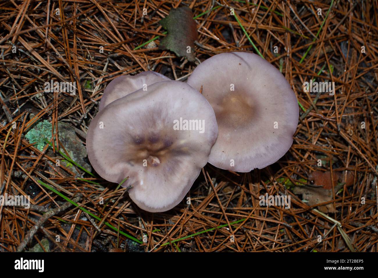 Bosque de otoño hi-res stock photography and images - Alamy
