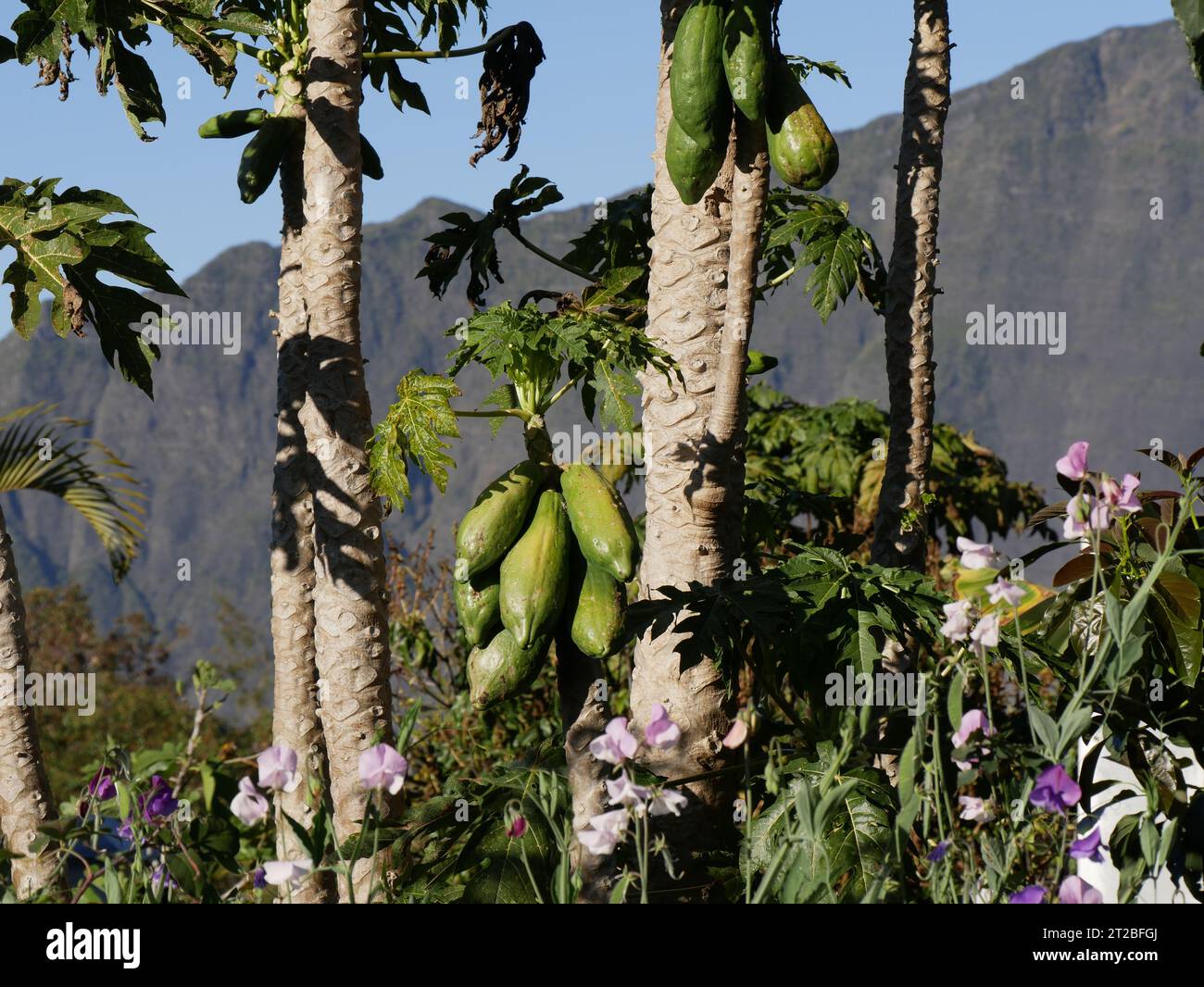 Papaya trees in Cilaos mountains in Reunion island, with green papaya ...