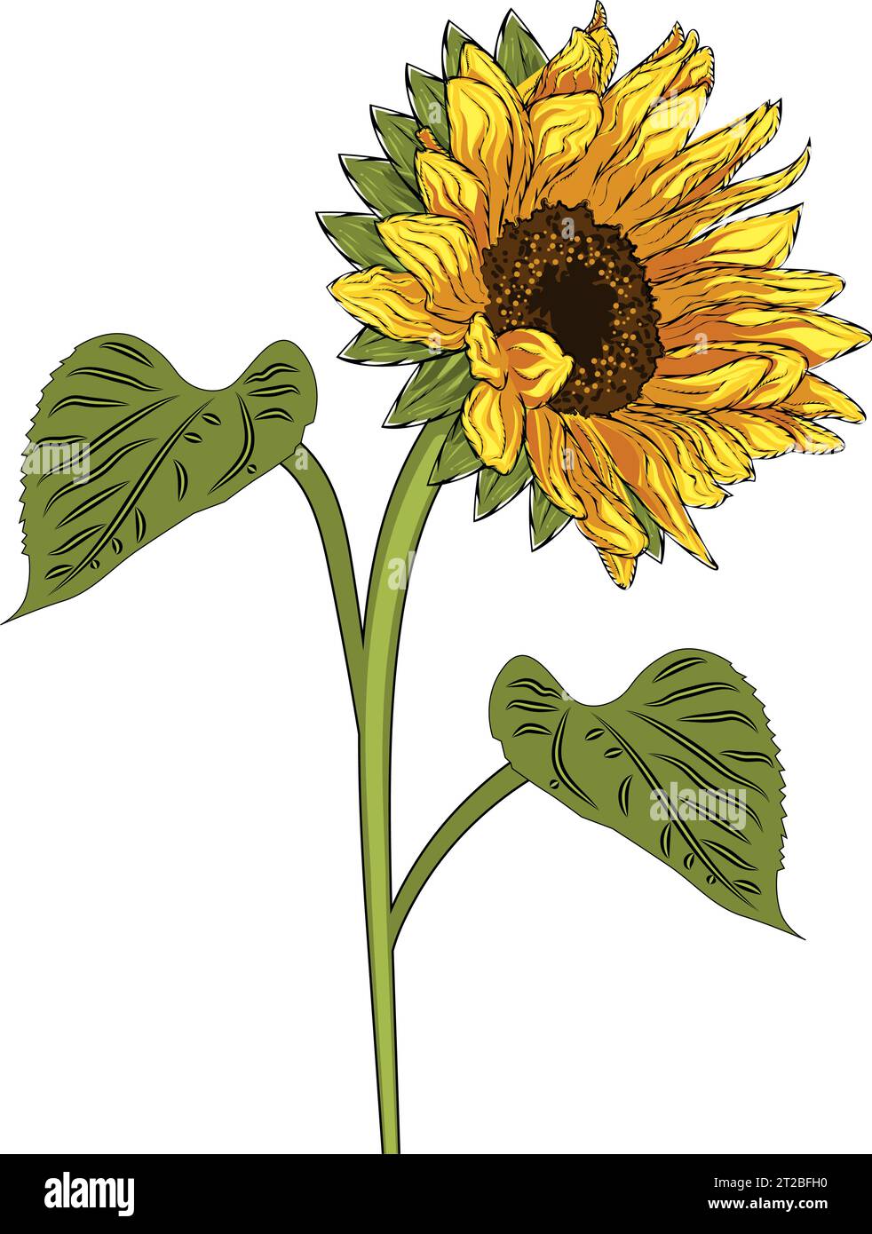 Colored sketch of a sunflower spring season Vector illustration Stock ...