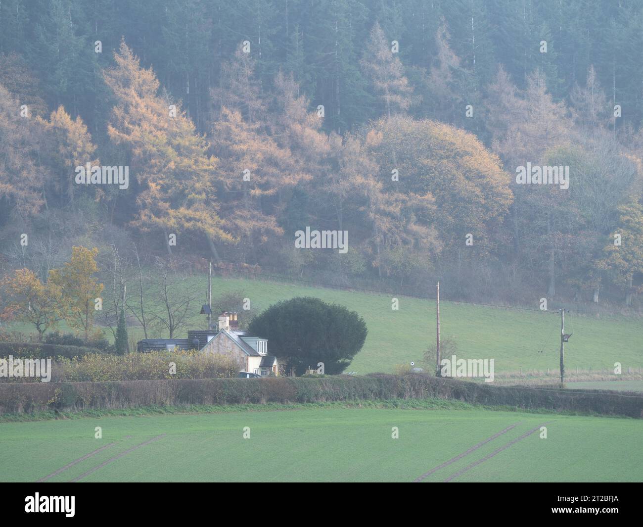 Quintessential British mixed woodland on Goat Hill in South Shropshire ...