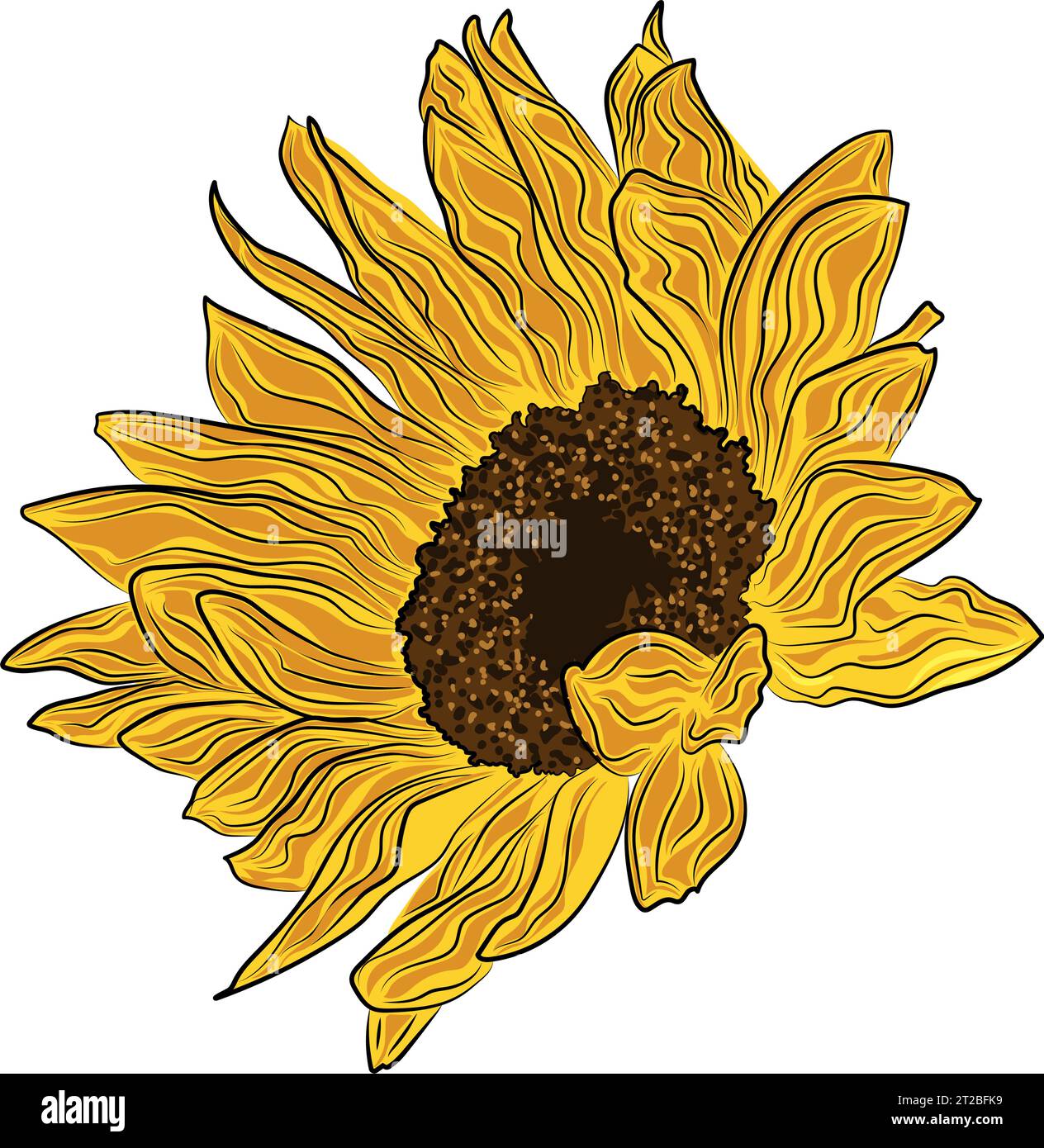 Colored sketch of a sunflower spring season Vector Stock Vector Image ...