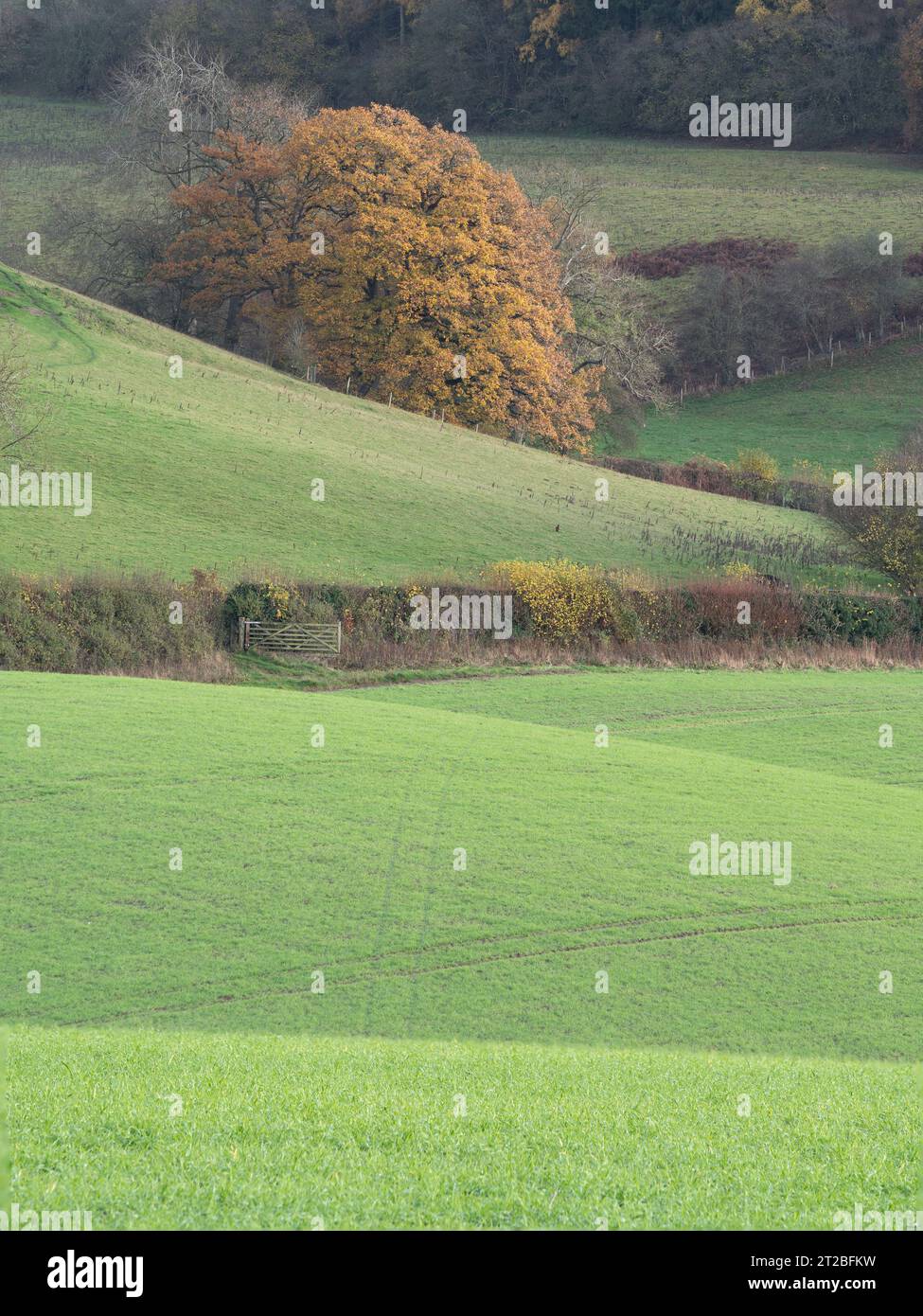 Quintessential British mixed woodland on Goat Hill in South Shropshire ...