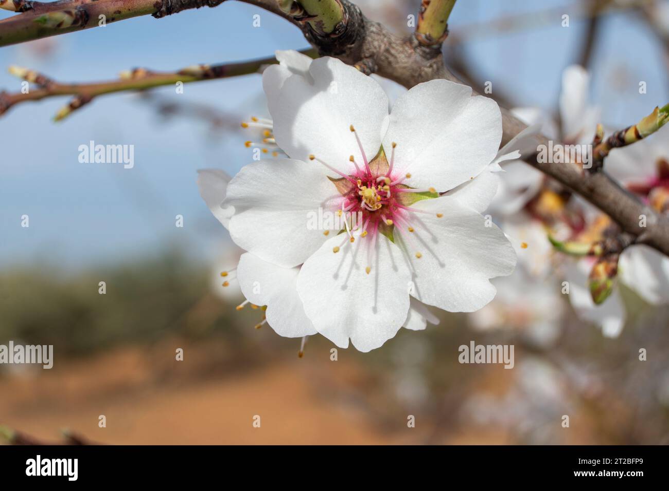 Flores de almendro, flores blancas Stock Photo - Alamy