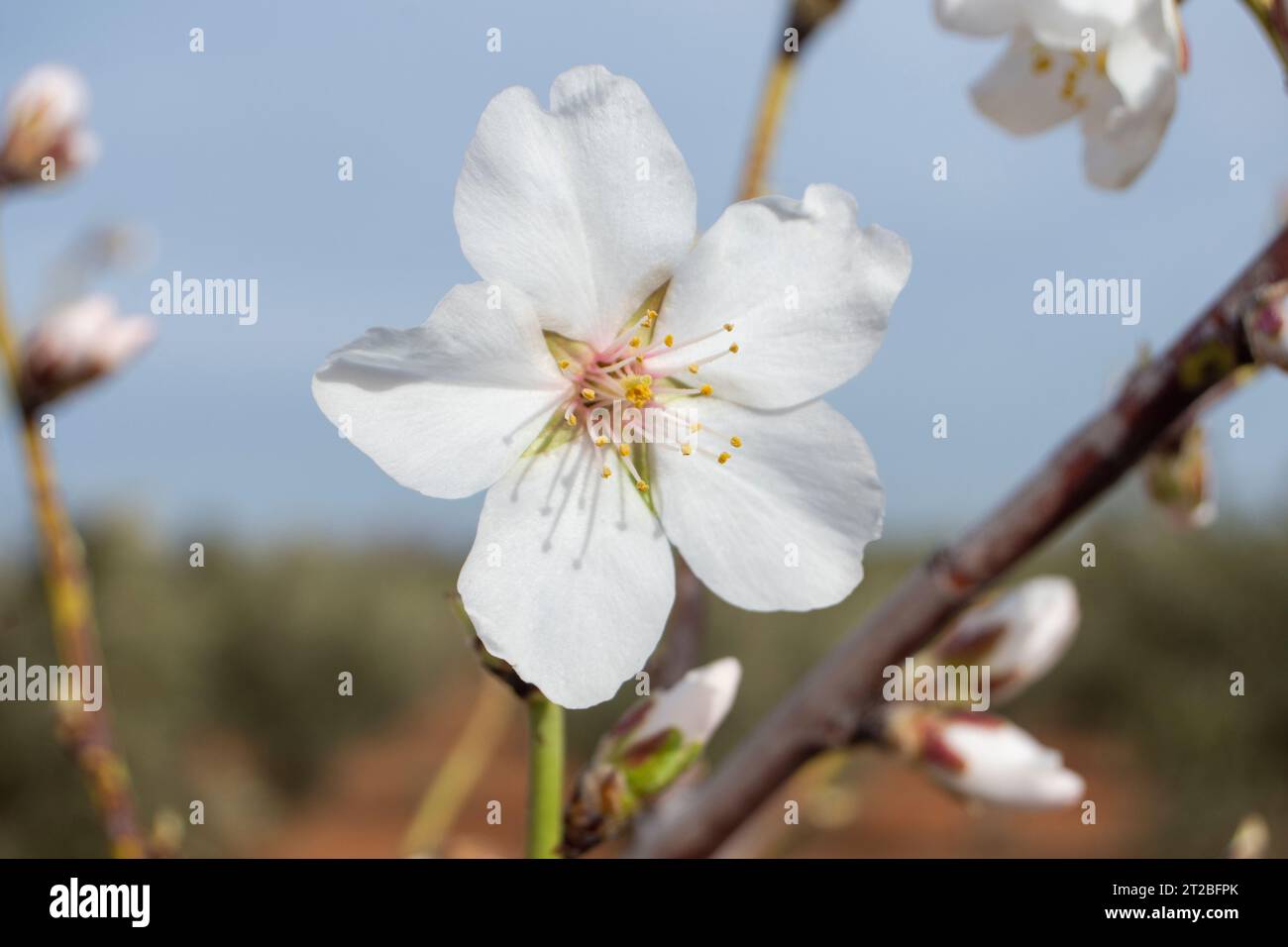 Flores de almendro, flores blancas Stock Photo - Alamy