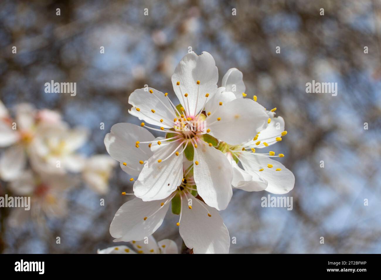 Flores de almendro, flores blancas Stock Photo - Alamy