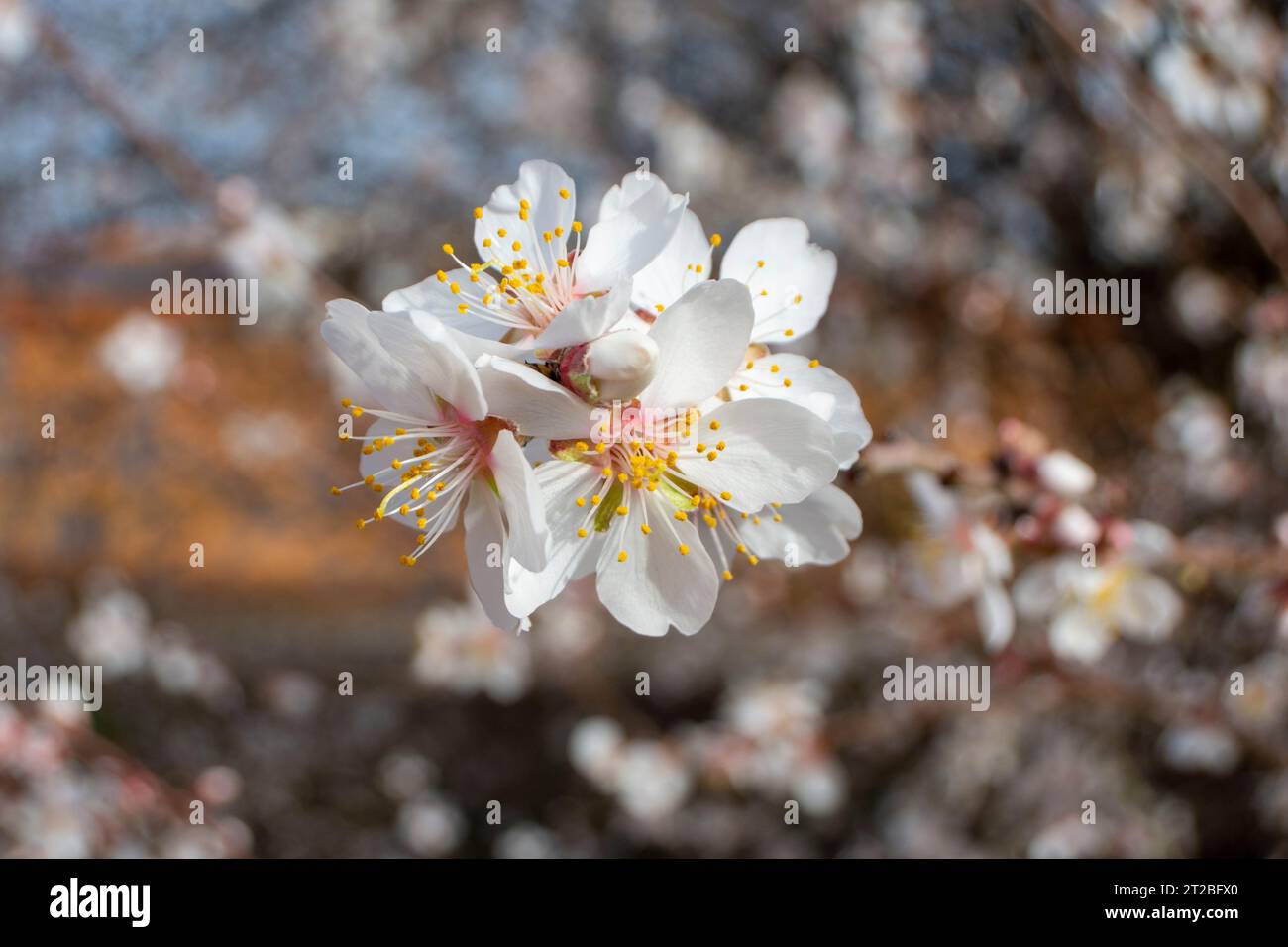 Flores de almendro, flores blancas Stock Photo - Alamy