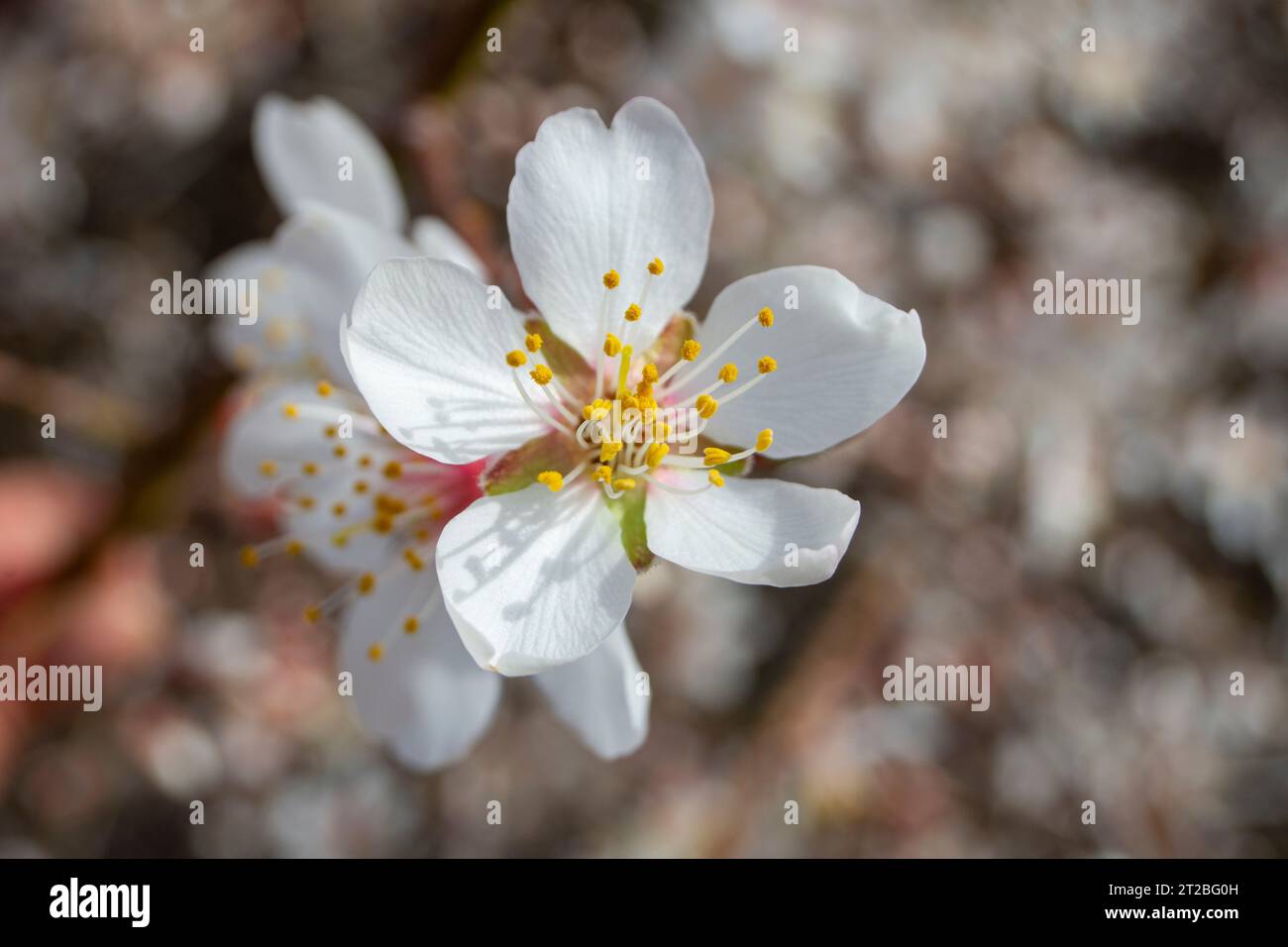 Flores de almendro, flores blancas Stock Photo - Alamy