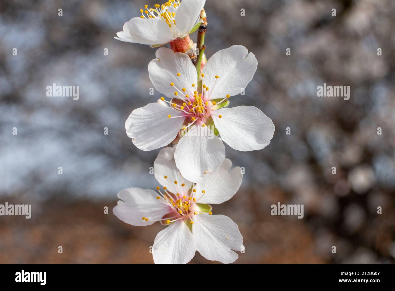 Flores de almendro, flores blancas Stock Photo - Alamy