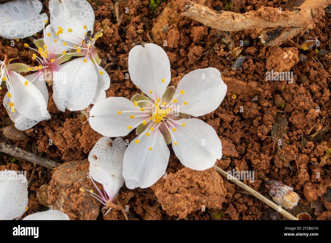 Flores de almendro, flores blancas Stock Photo - Alamy