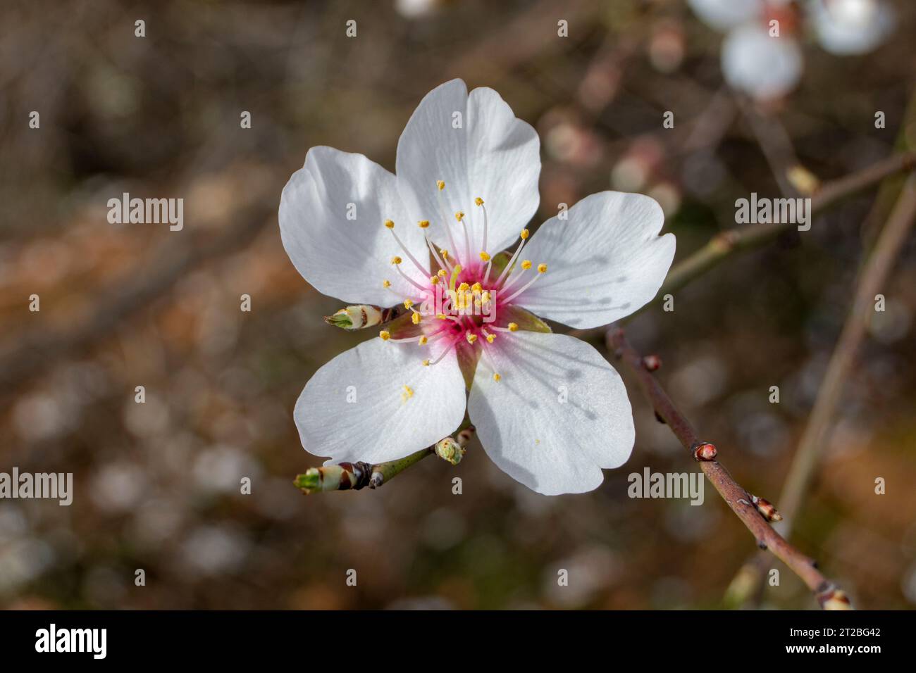 Flores de almendro, flores blancas Stock Photo - Alamy