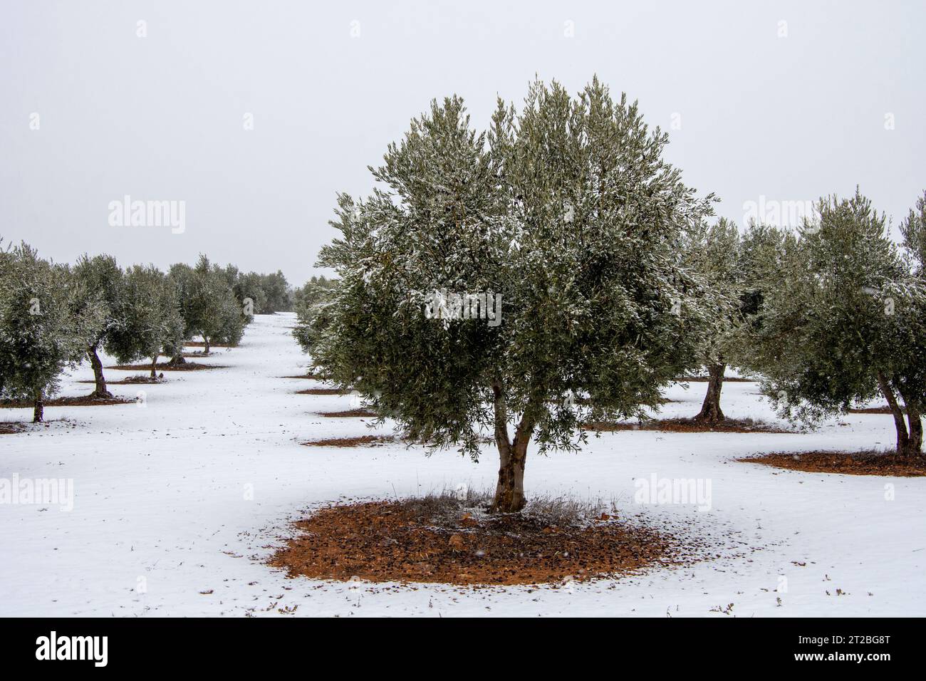 árbol nevado hi-res stock photography and images - Alamy