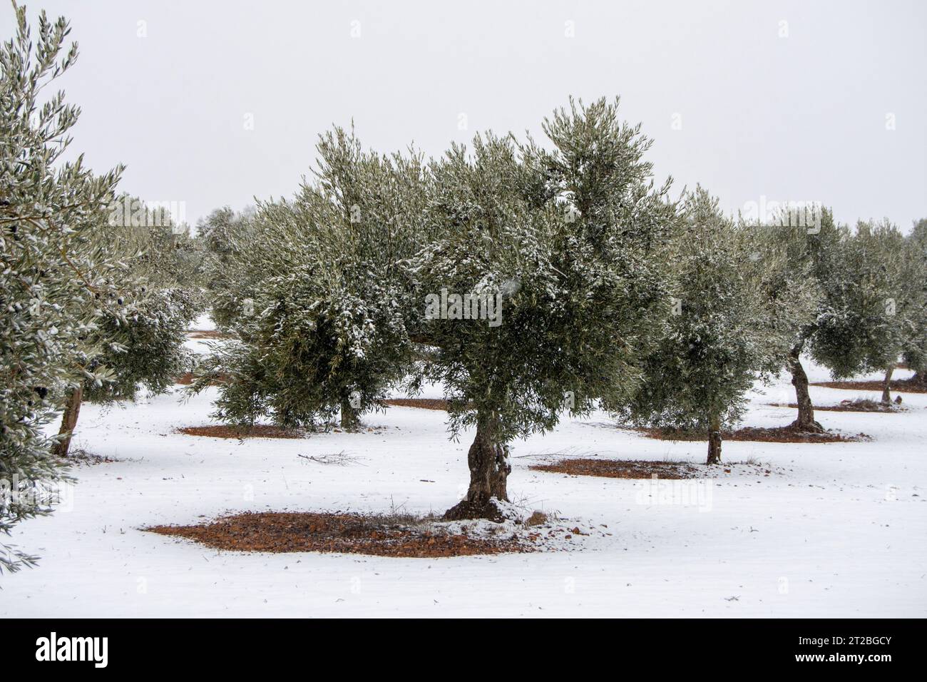 árbol nevado hi-res stock photography and images - Alamy