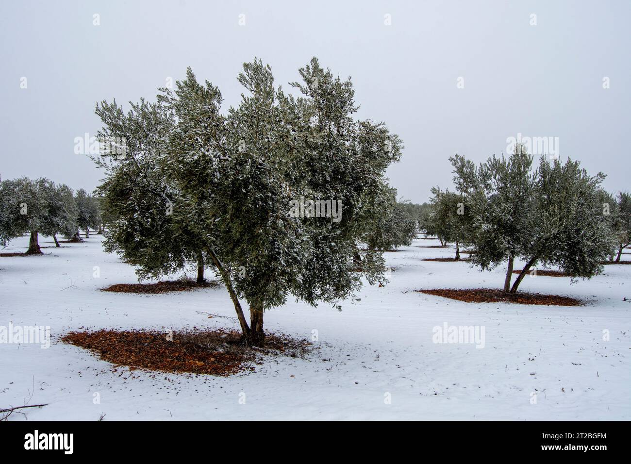 árbol nevado hi-res stock photography and images - Alamy