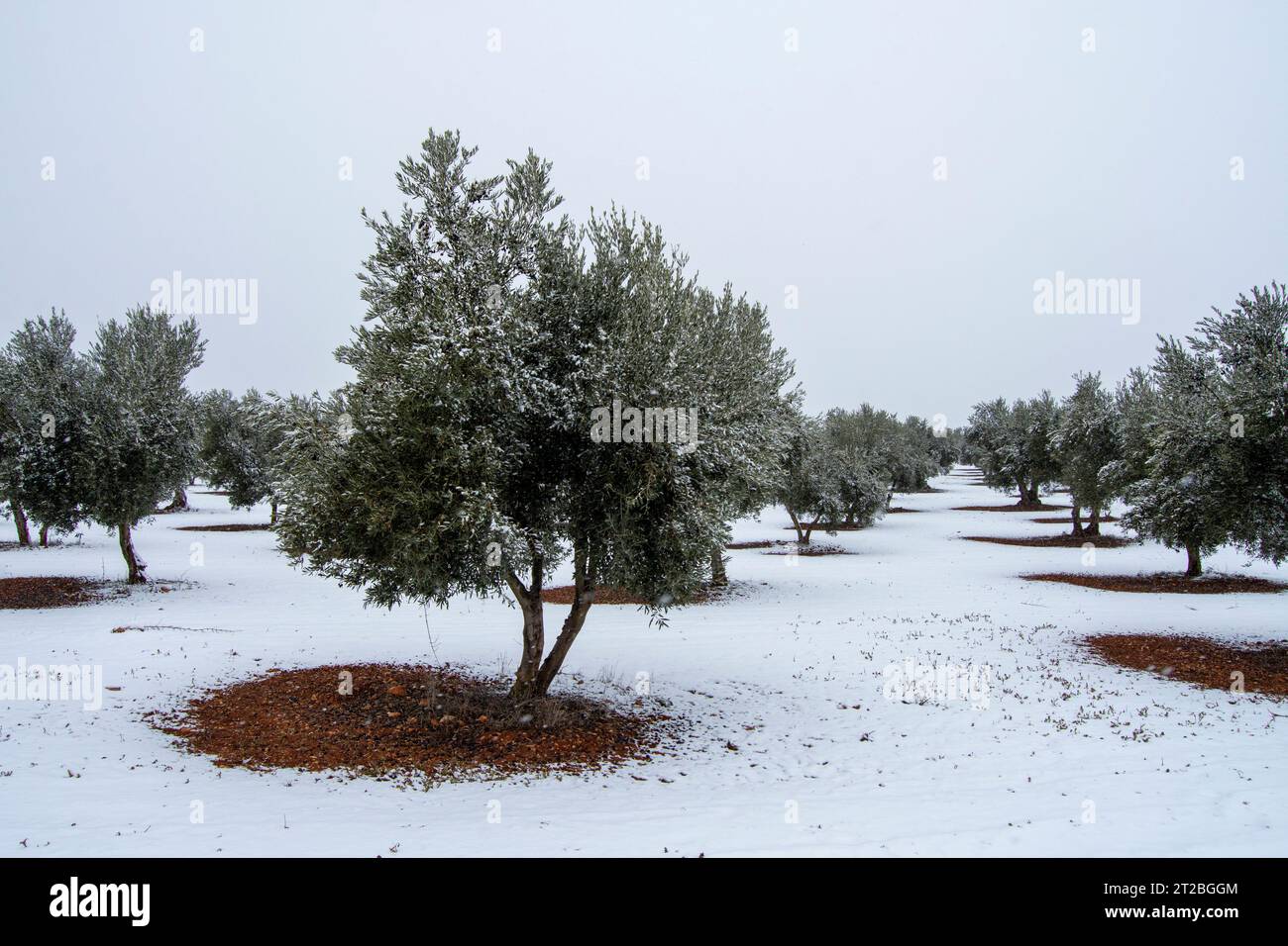 árbol nevado hi-res stock photography and images - Alamy