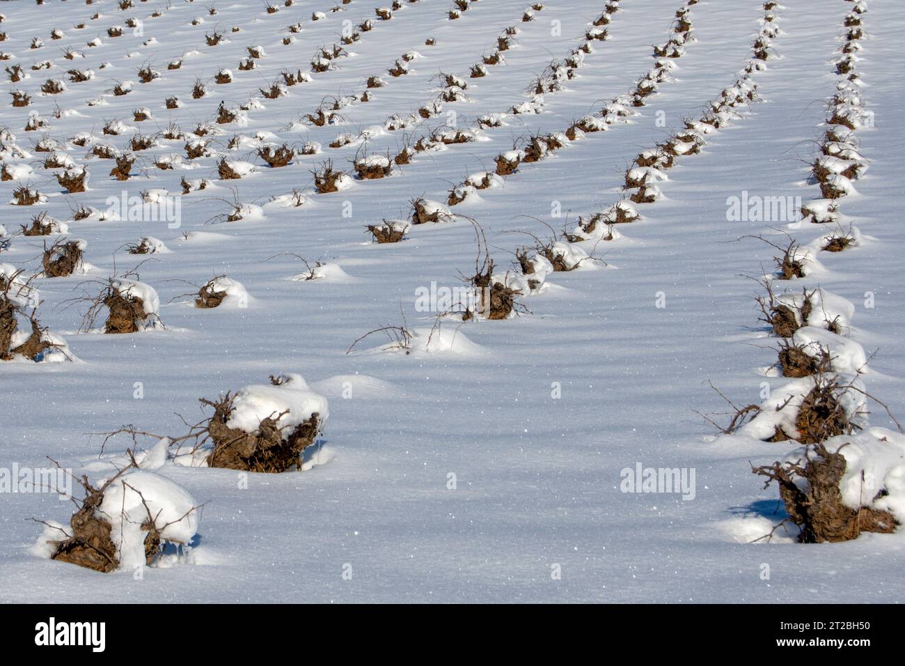 Snowfall in the vineyard hi-res stock photography and images - Alamy