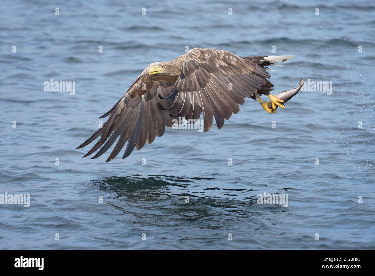 White tailed eagle flying with fish in talons, Mull, Scotland ...