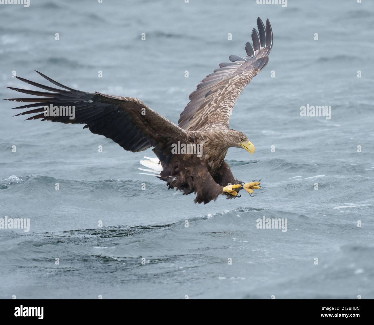 Stage dive on white hi-res stock photography and images - Alamy