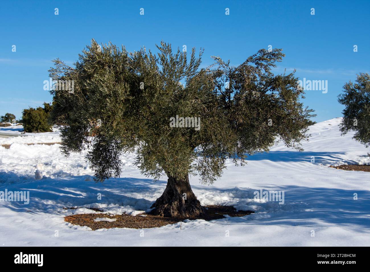árbol nevado hi-res stock photography and images - Alamy