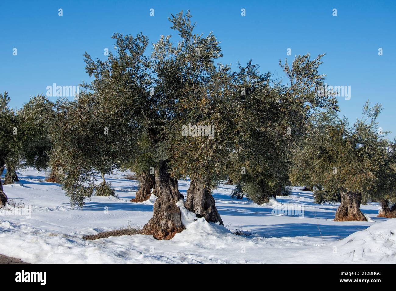 Producción de aceite de oliva hi-res stock photography and images - Alamy