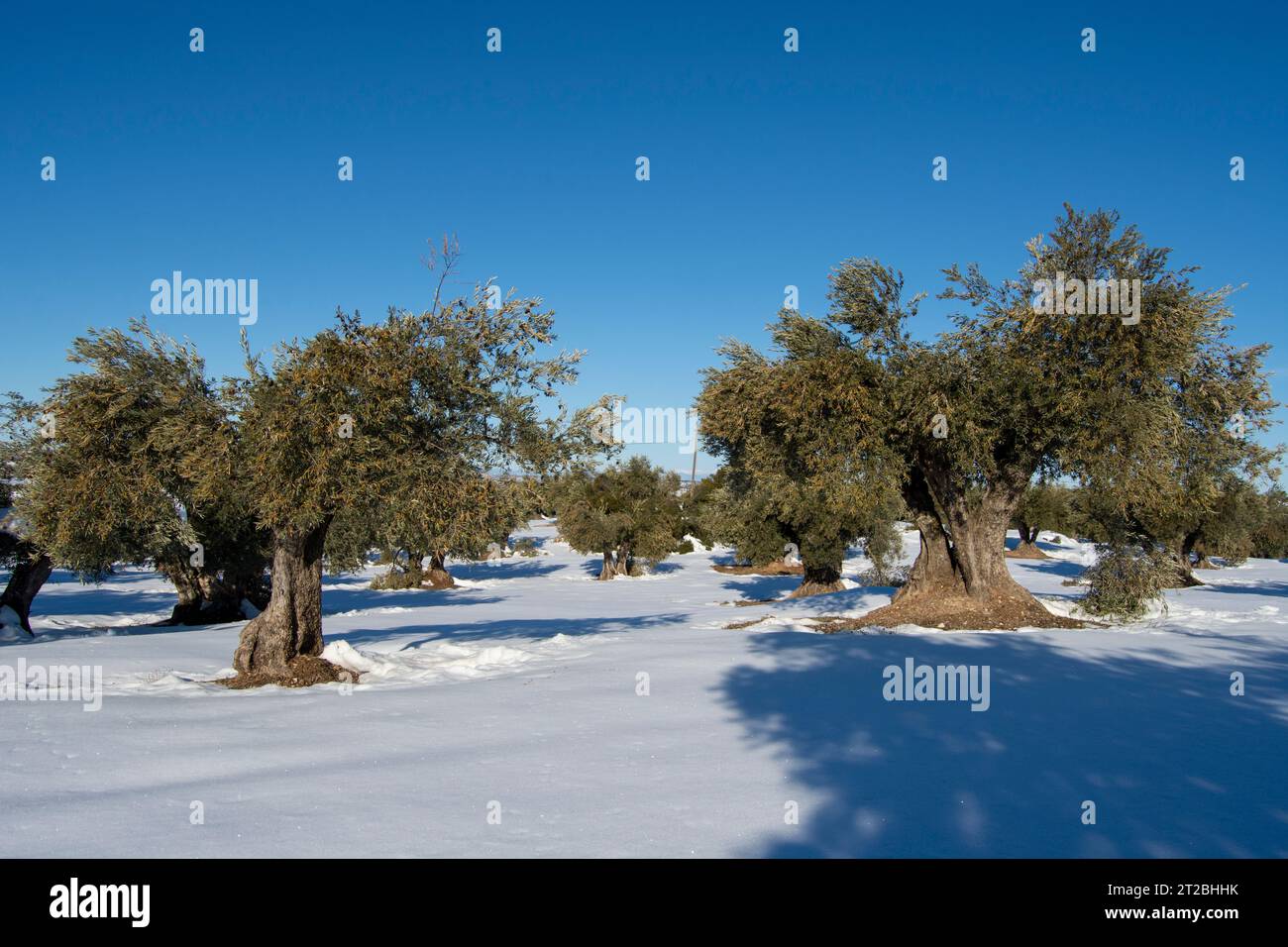 árbol nevado hi-res stock photography and images - Alamy