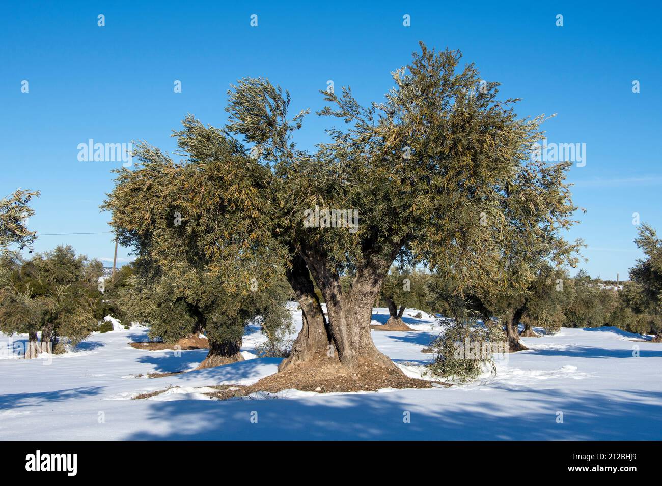 árbol nevado hi-res stock photography and images - Alamy