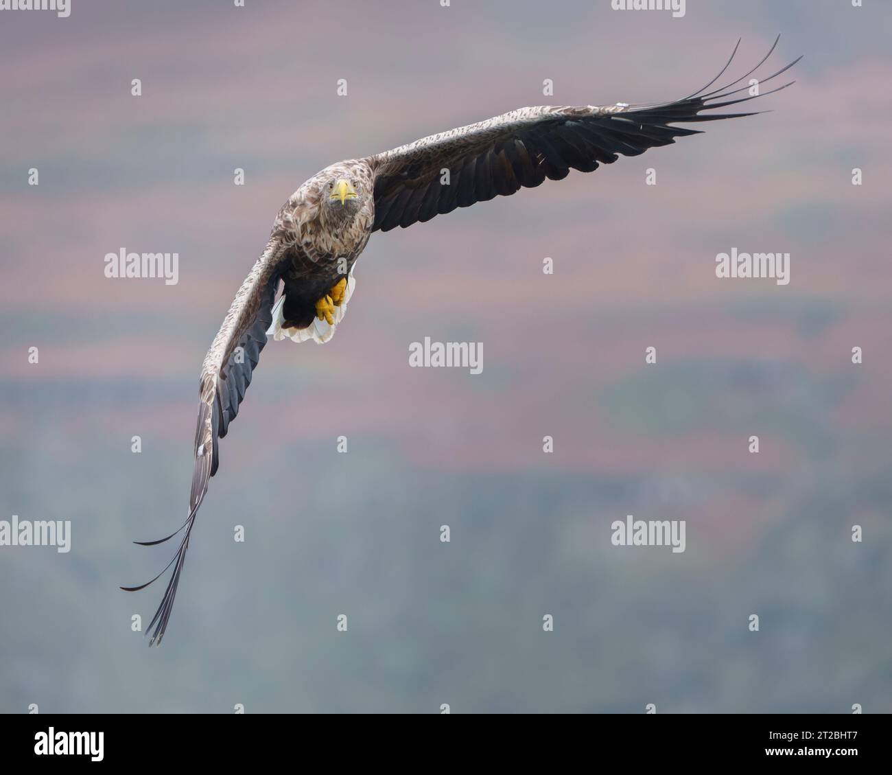 White tailed eagle in flight, Mull, Scotland, haliaeetus albicilla ...