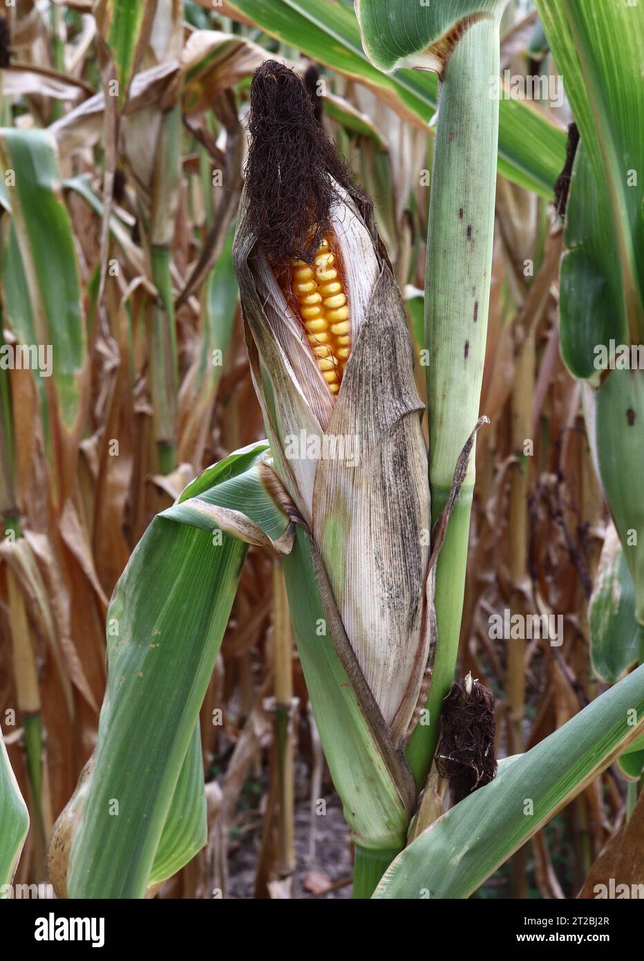 Dried out corn husk hi-res stock photography and images - Alamy
