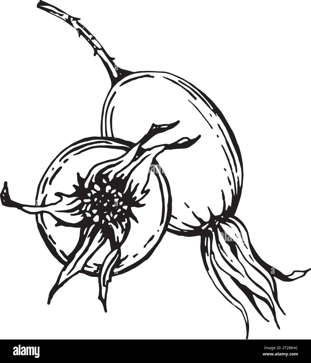 Graphic illustration of rosehip. Vector monochrome clip art of Wild ...