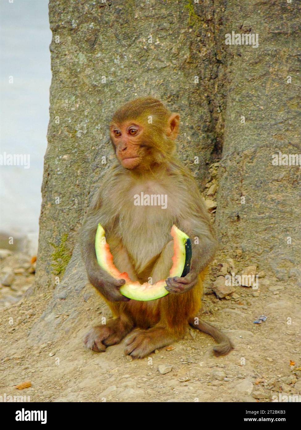 Front view of a monkey eating a piece of watermelon Stock Photo - Alamy