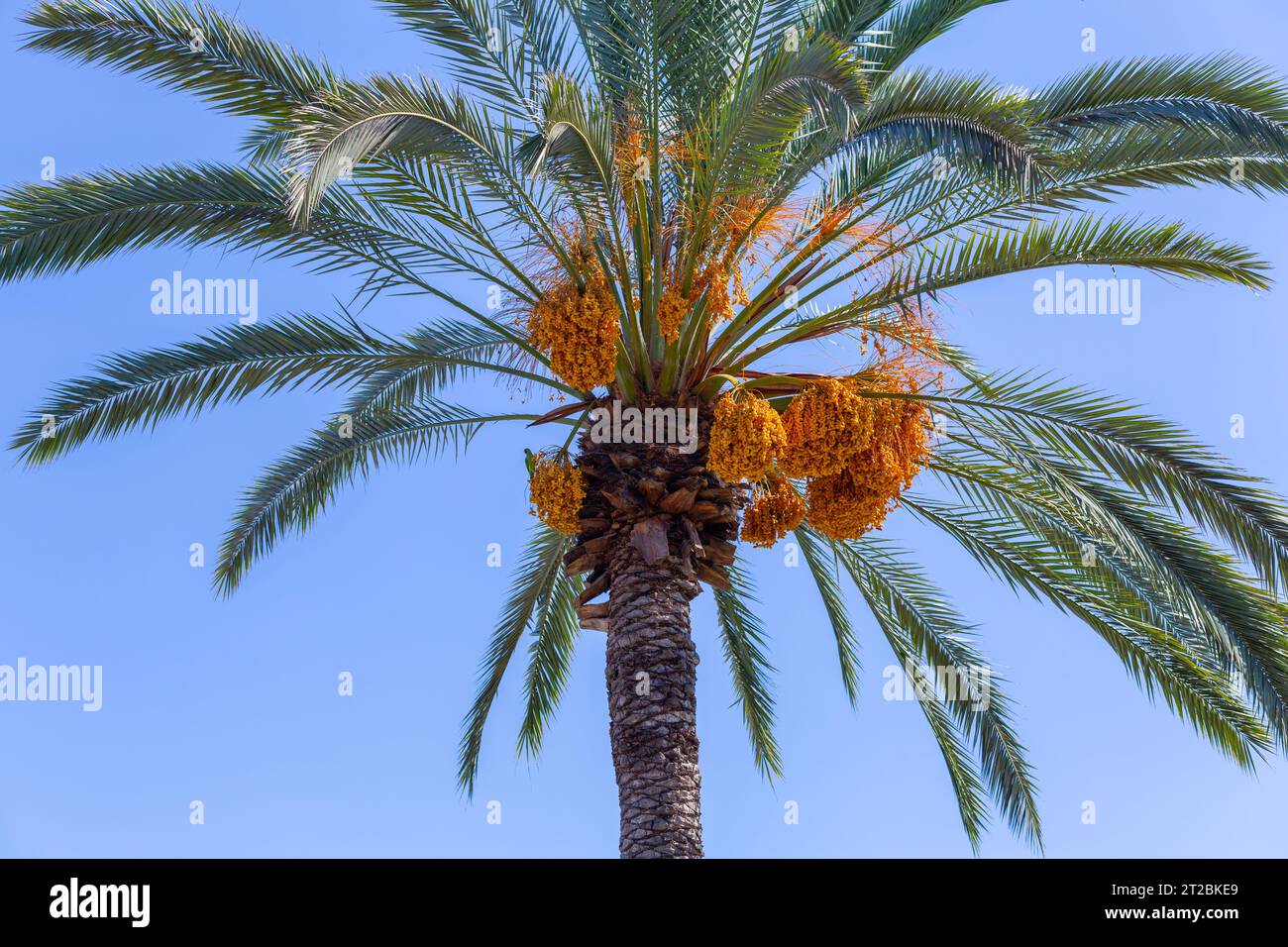 Date palm tree israel hi-res stock photography and images - Alamy