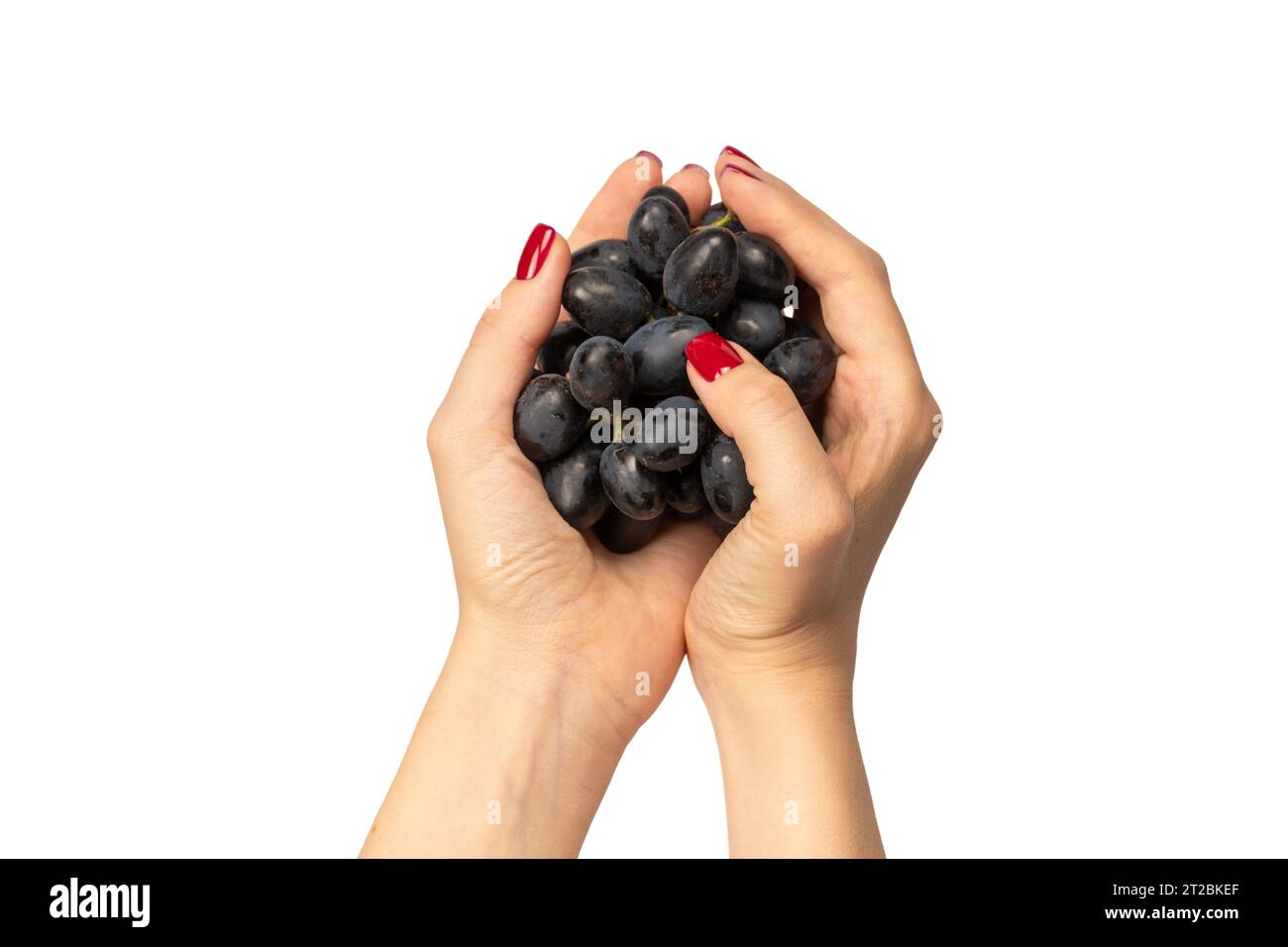 A sprig of red grapes in woman hands with red nail polish isolated on a ...