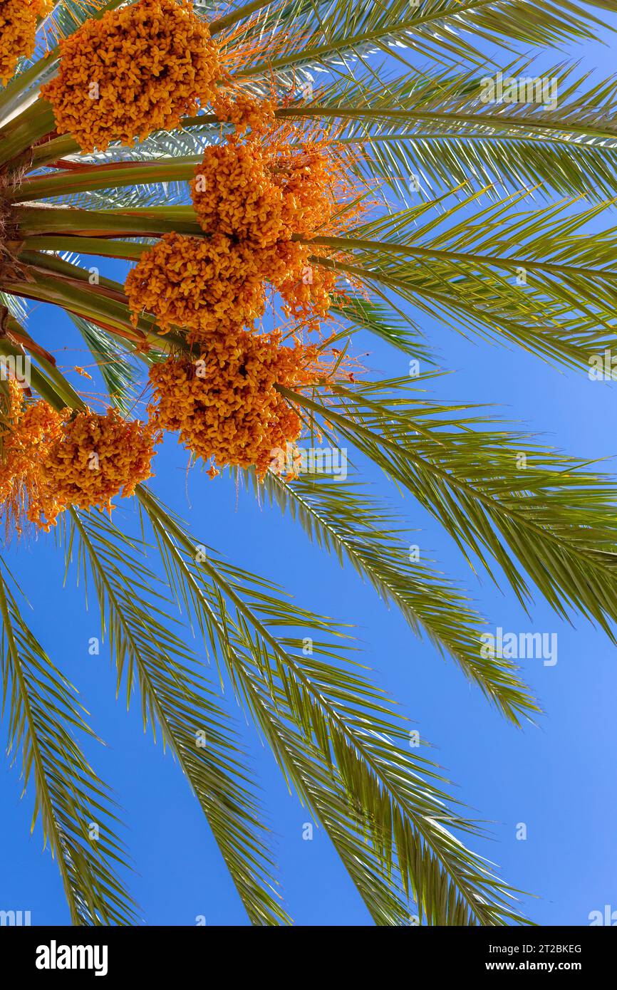 Fresh and ripe date fruits sagging from the top od a palm tree Stock ...