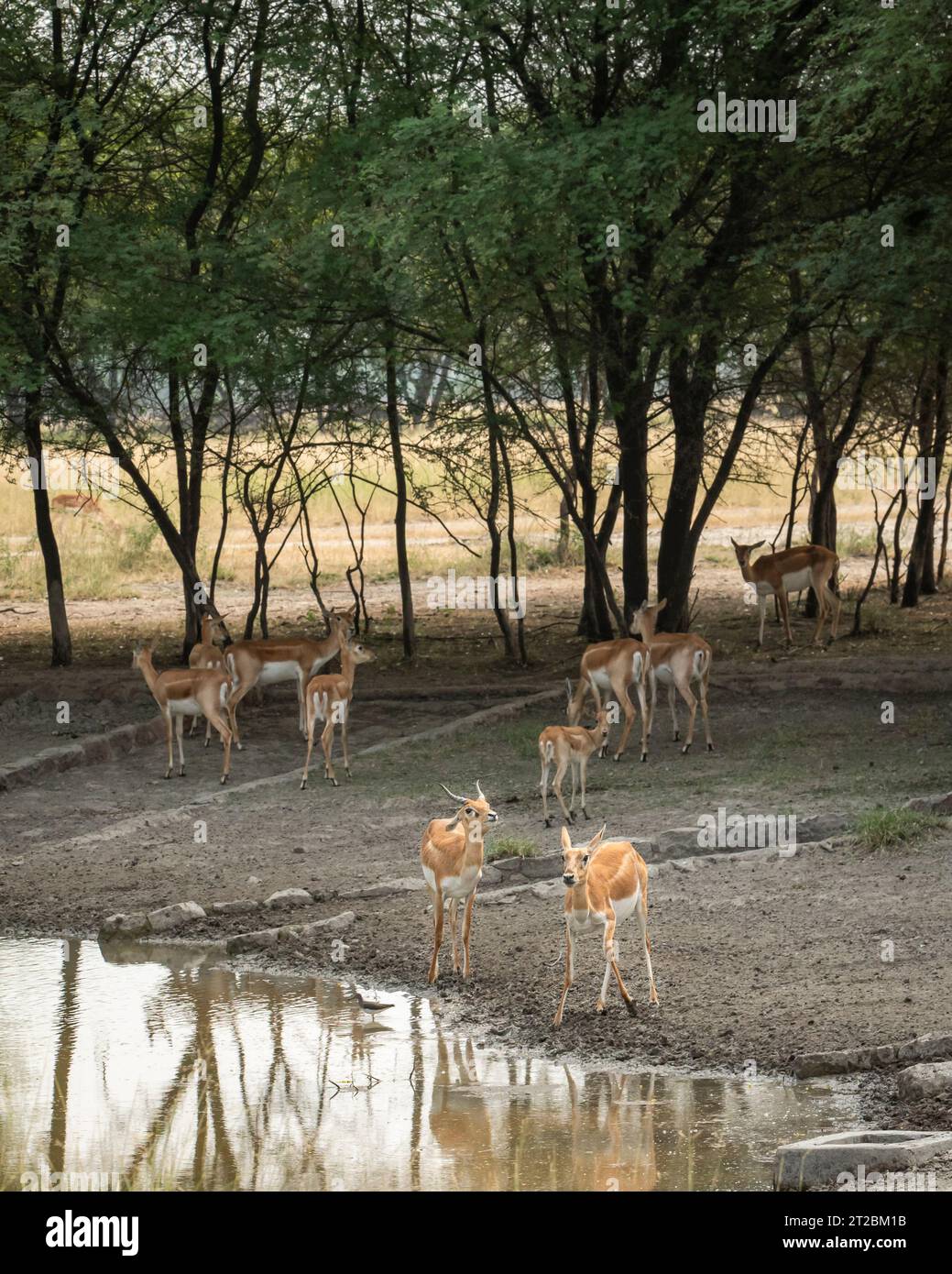 large herd or group of wild blackbuck or antilope cervicapra or indian ...