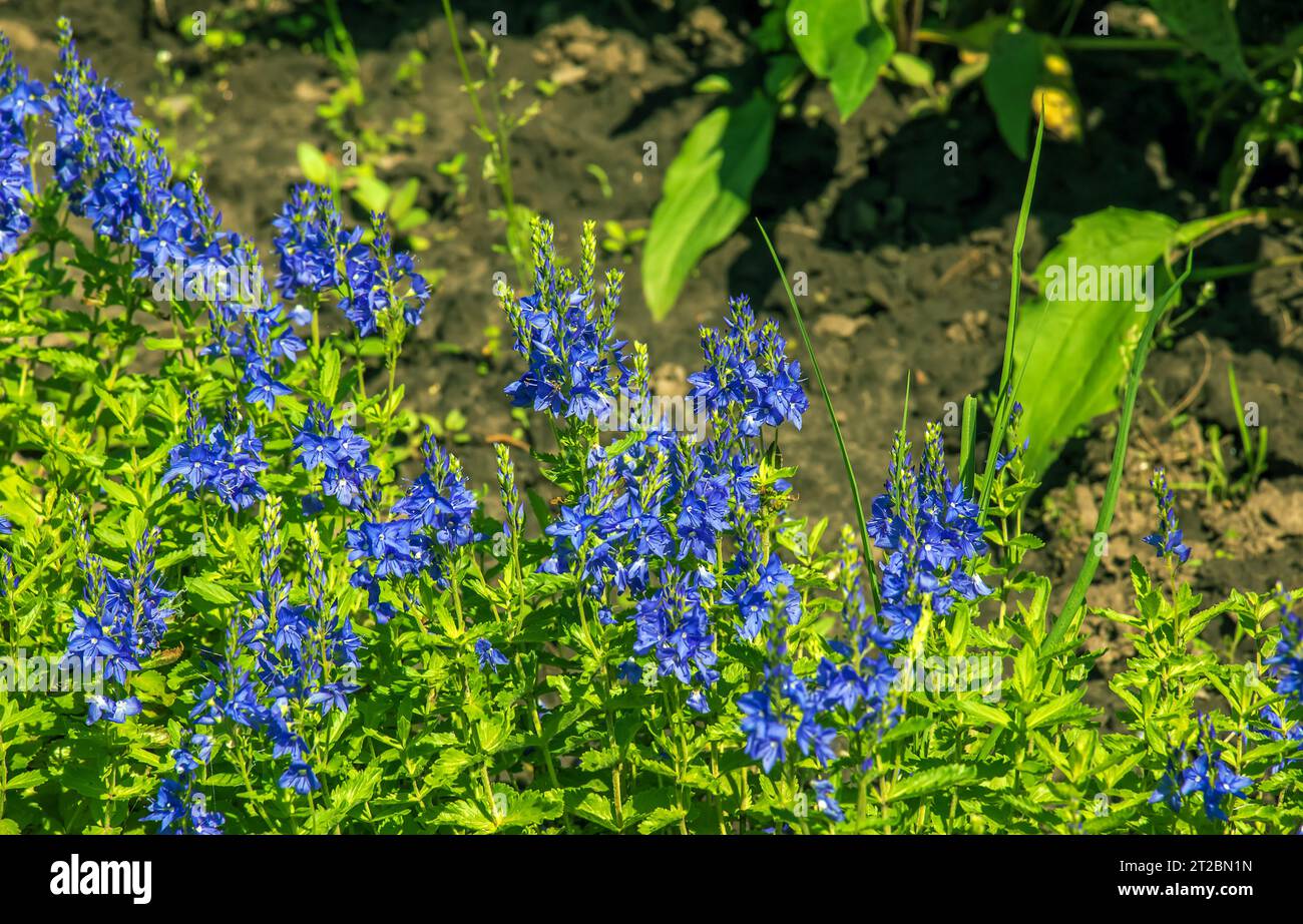 Speedwell Veronica teucrium or True blue forming a dense spherical bush ...